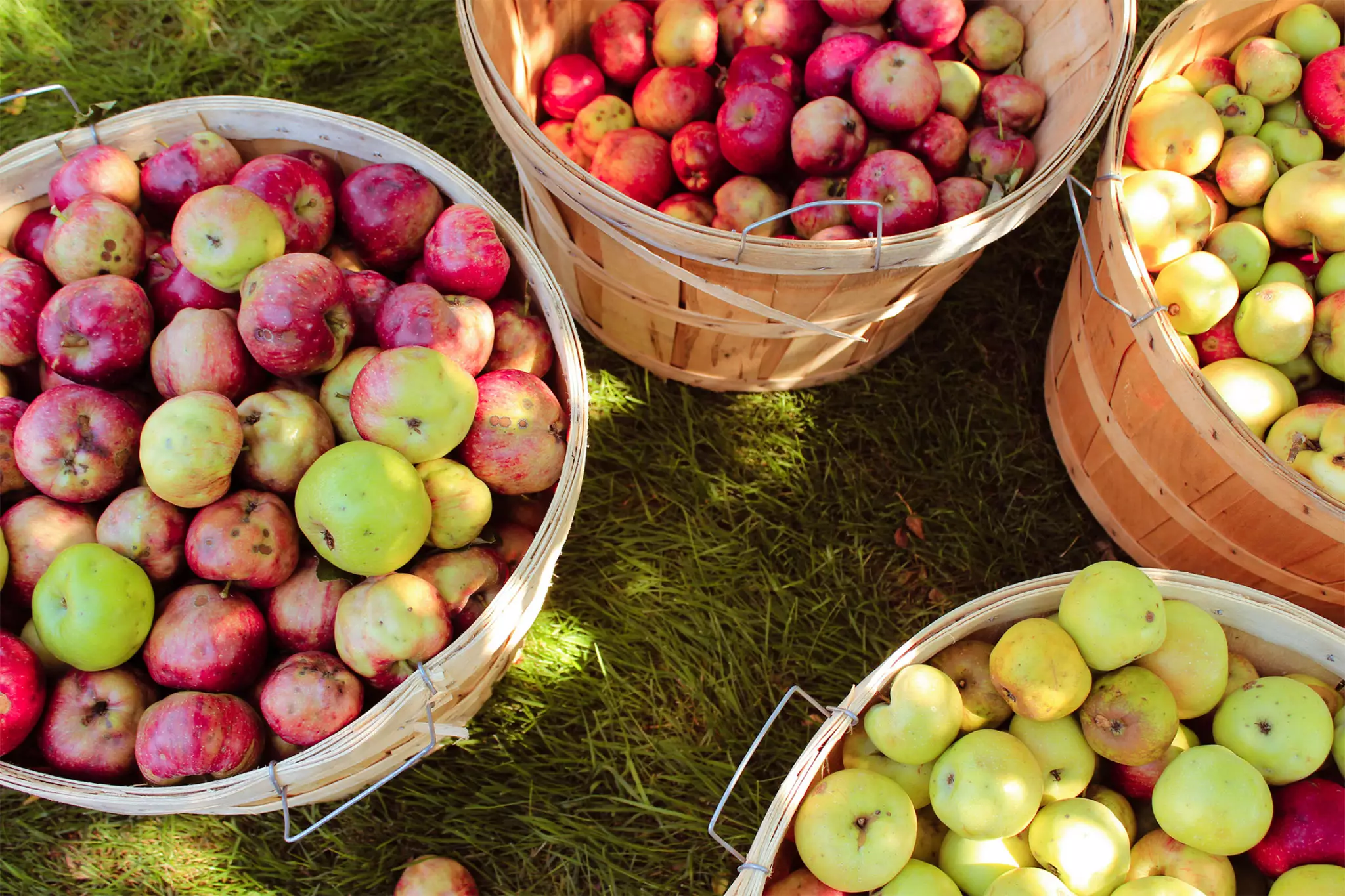 Not Far From the Tree - Free Food TO